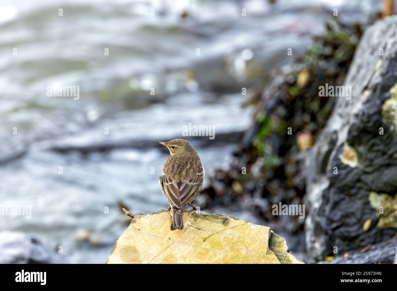 Meadow Pipit, a small bird feeding on insects and seeds, photographed ...