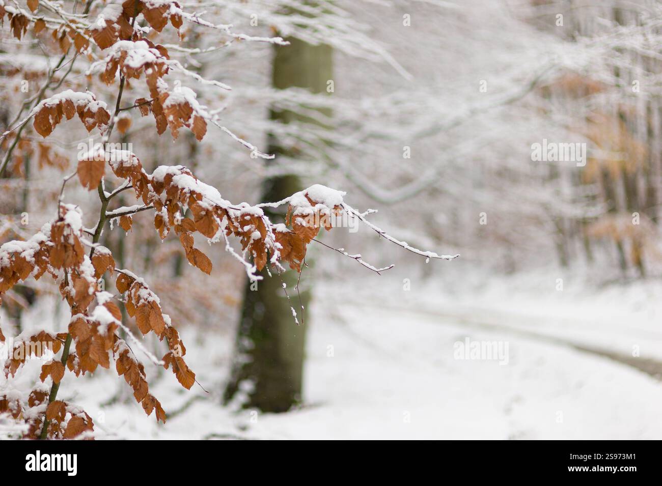 Snow Covered Autumn Leaves on Branches with Snowy Background Stock ...