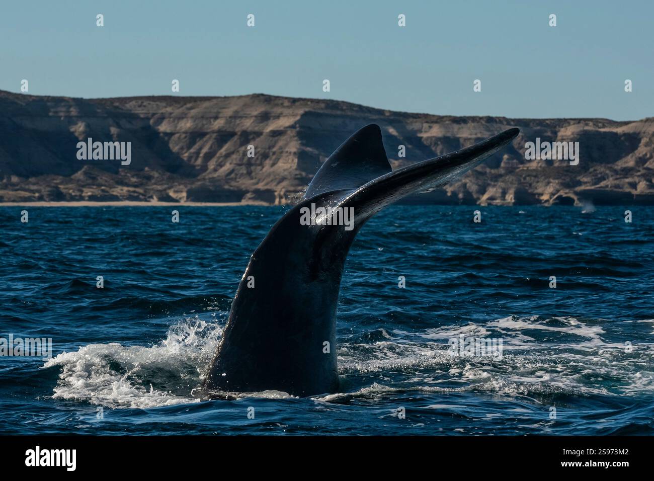 Sohutern right whale tail lobtailing, endangered species, Patagonia ...