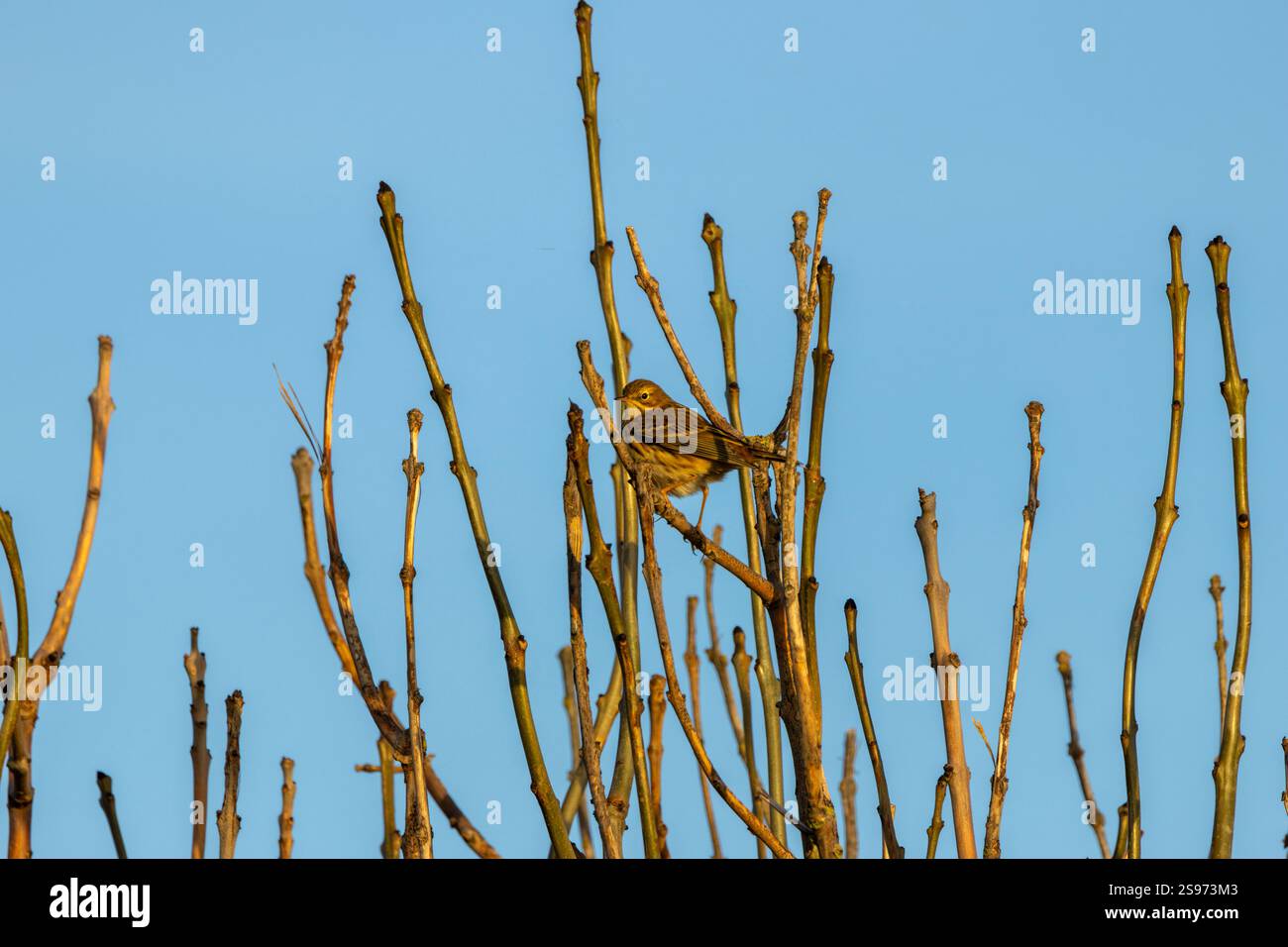 Meadow Pipit, a small bird feeding on insects and seeds, photographed ...