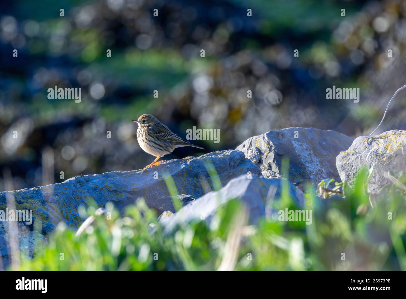 Meadow Pipit, a small bird feeding on insects and seeds, photographed ...