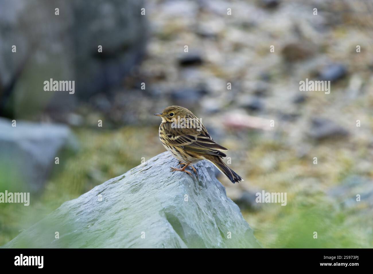 Meadow Pipit, a small bird feeding on insects and seeds, photographed ...