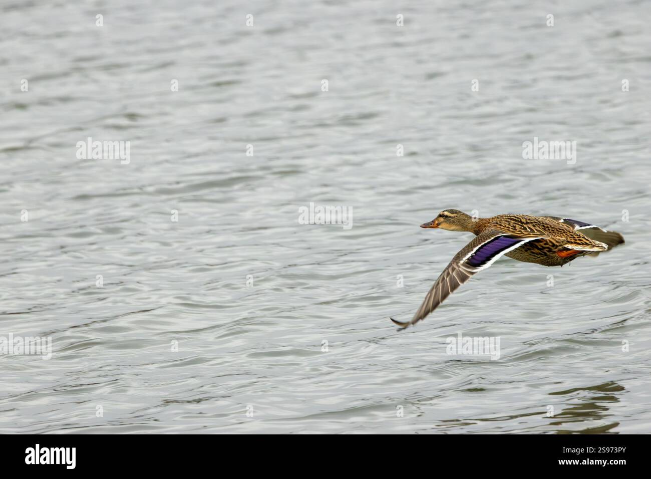 Mallard, a dabbling duck feeding on plants and insects, photographed at ...