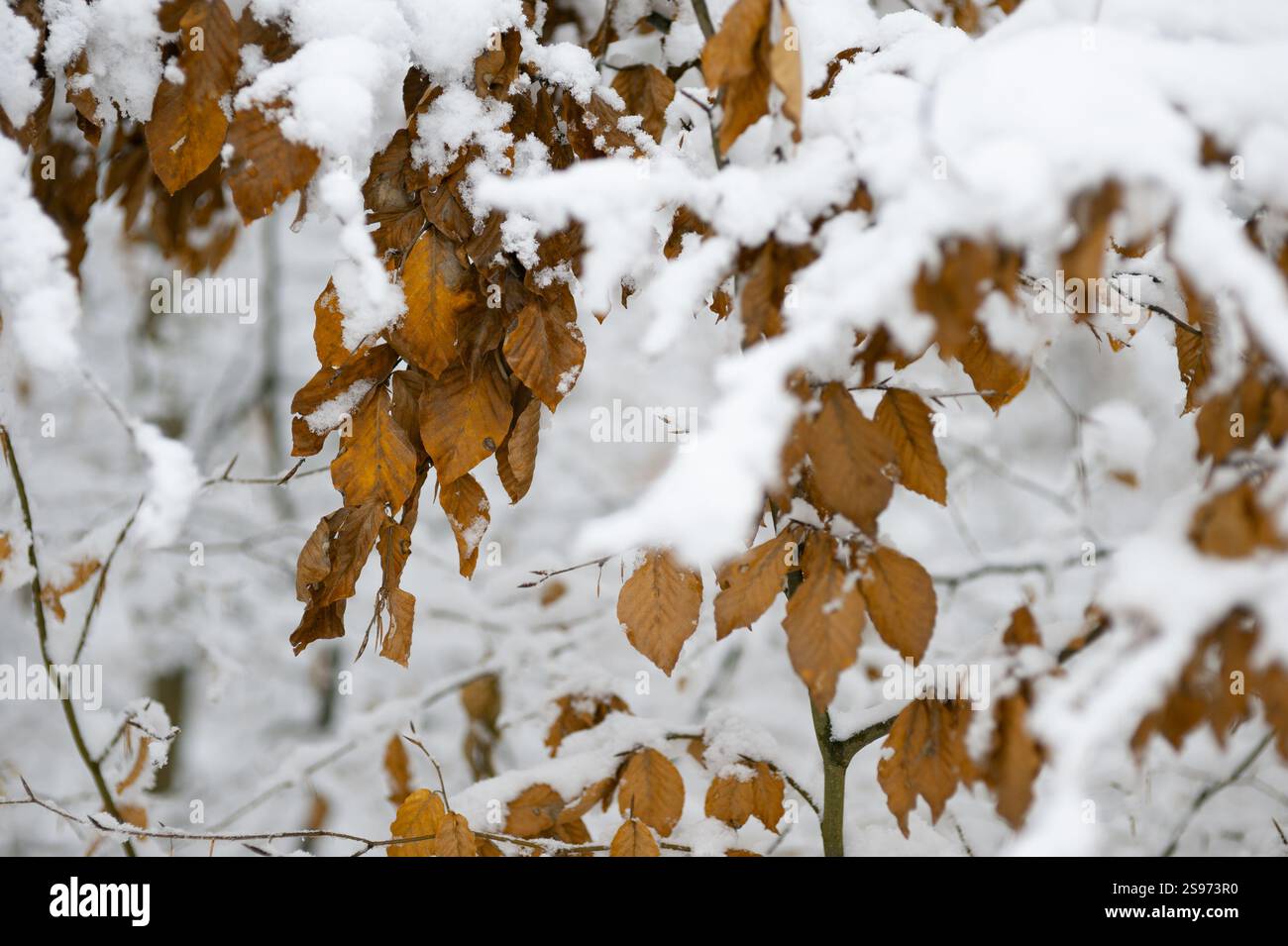 Tree snow leaves foliage hi-res stock photography and images - Alamy