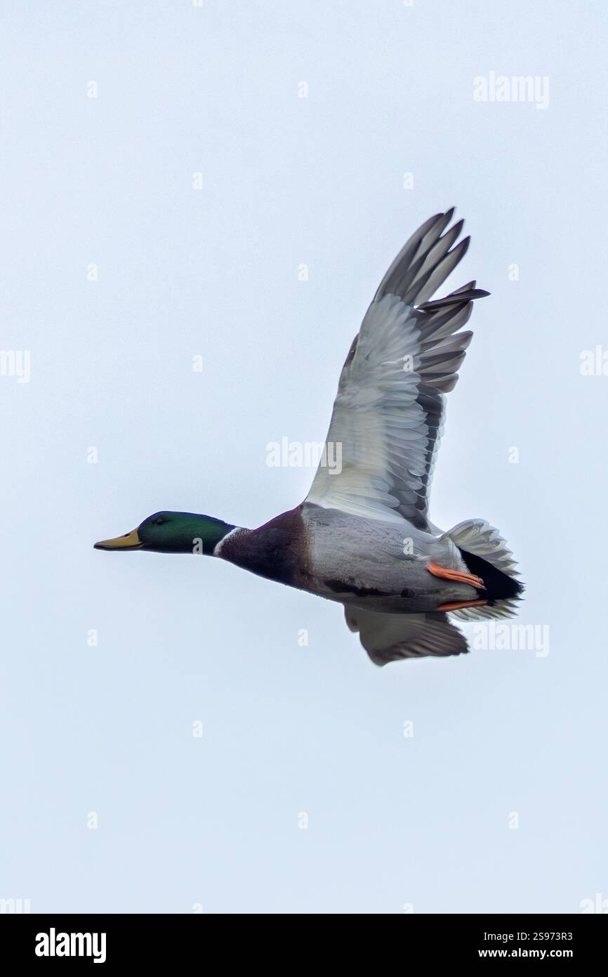 Mallard, a dabbling duck feeding on plants and insects, photographed at ...