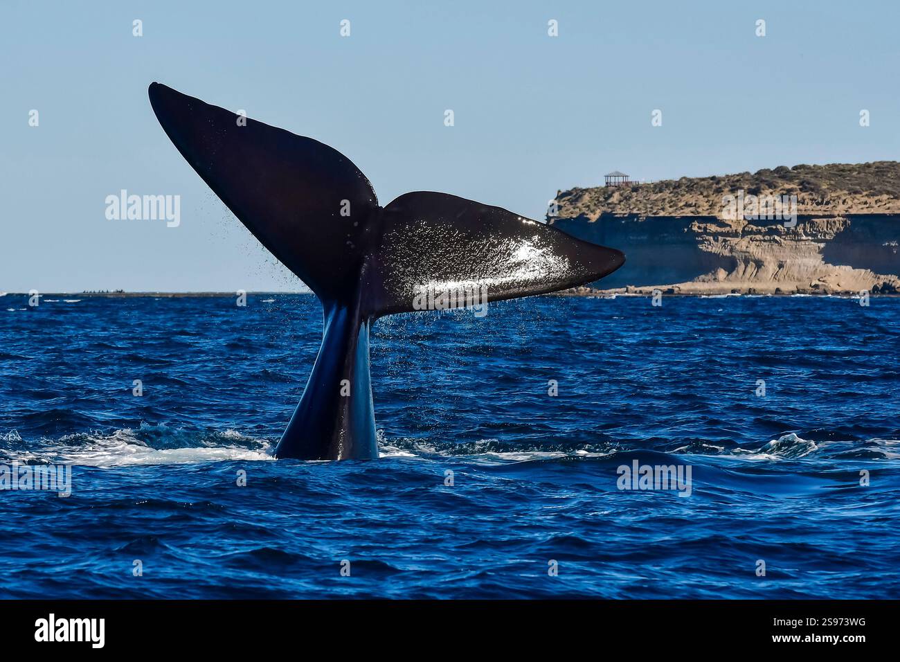 Sohutern right whale tail lobtailing, endangered species, Patagonia ...