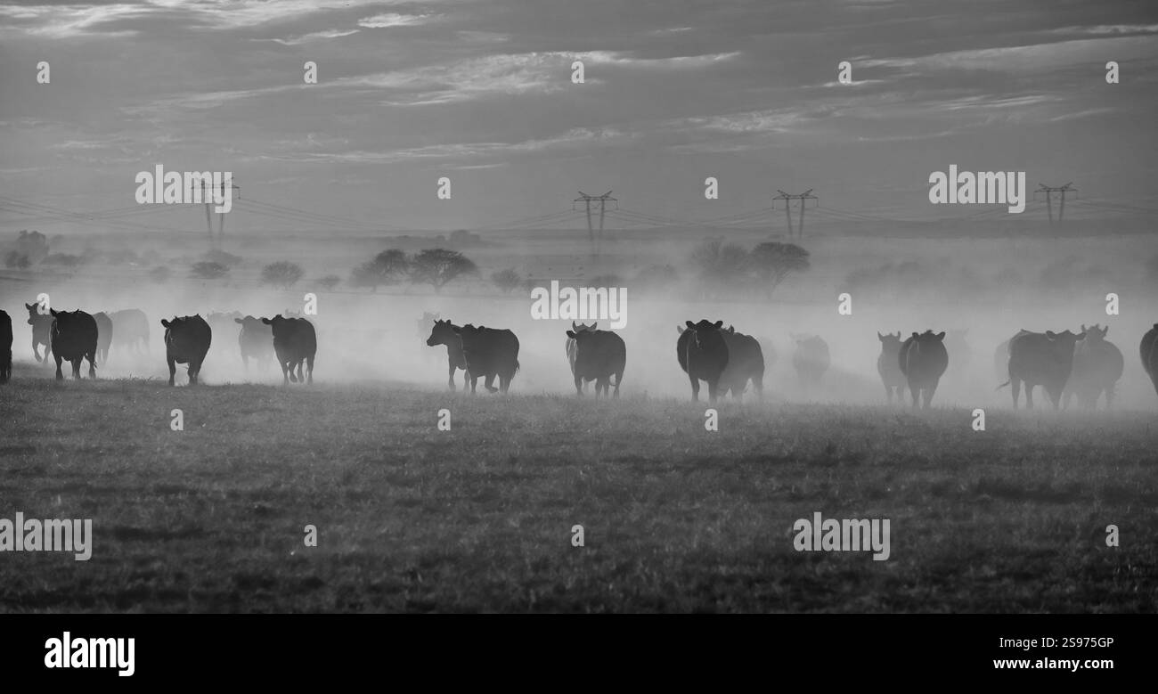 Argentina cattle grazing Black and White Stock Photos & Images - Alamy