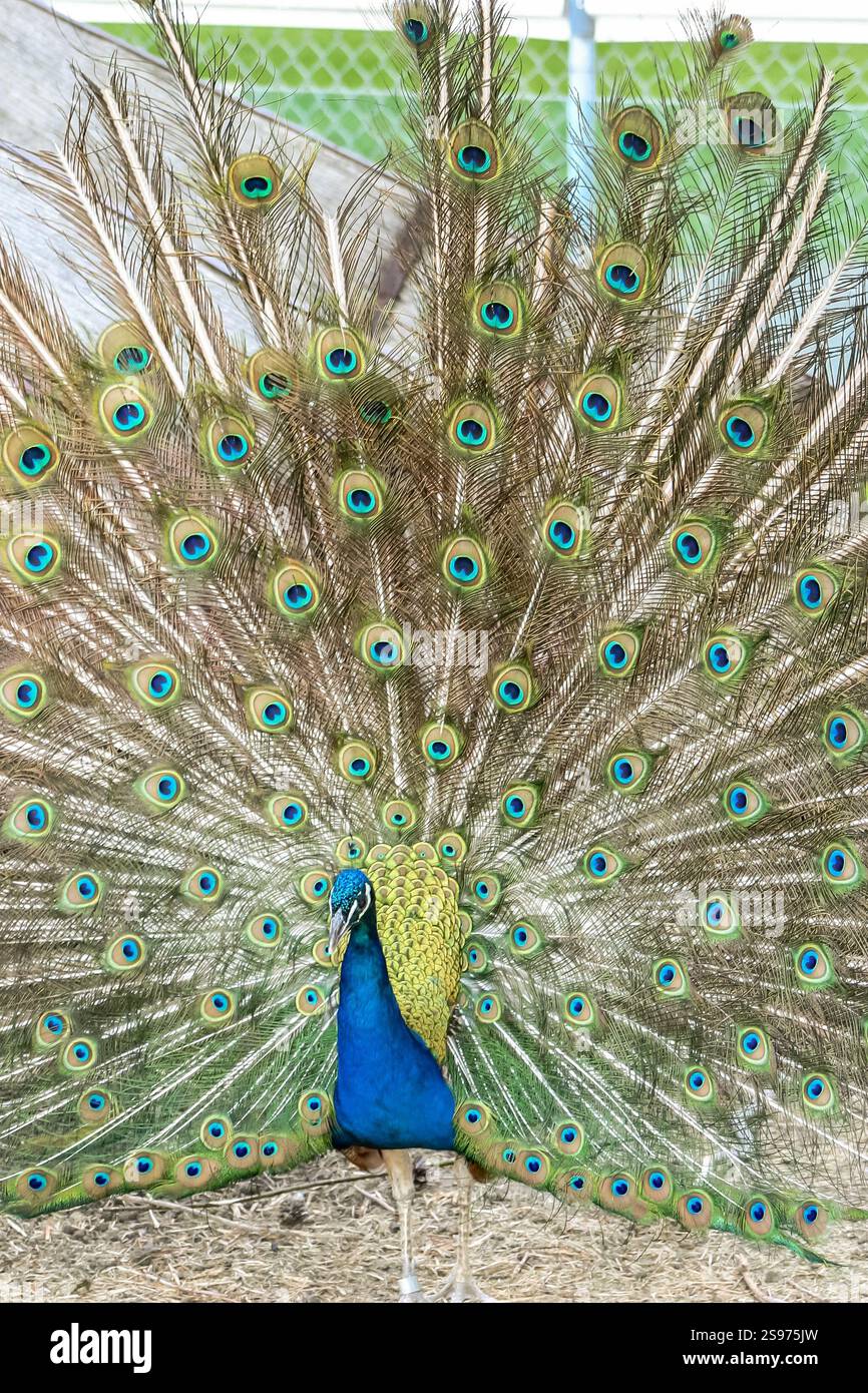 A peacock is standing in a zoo enclosure. The bird has a large ...