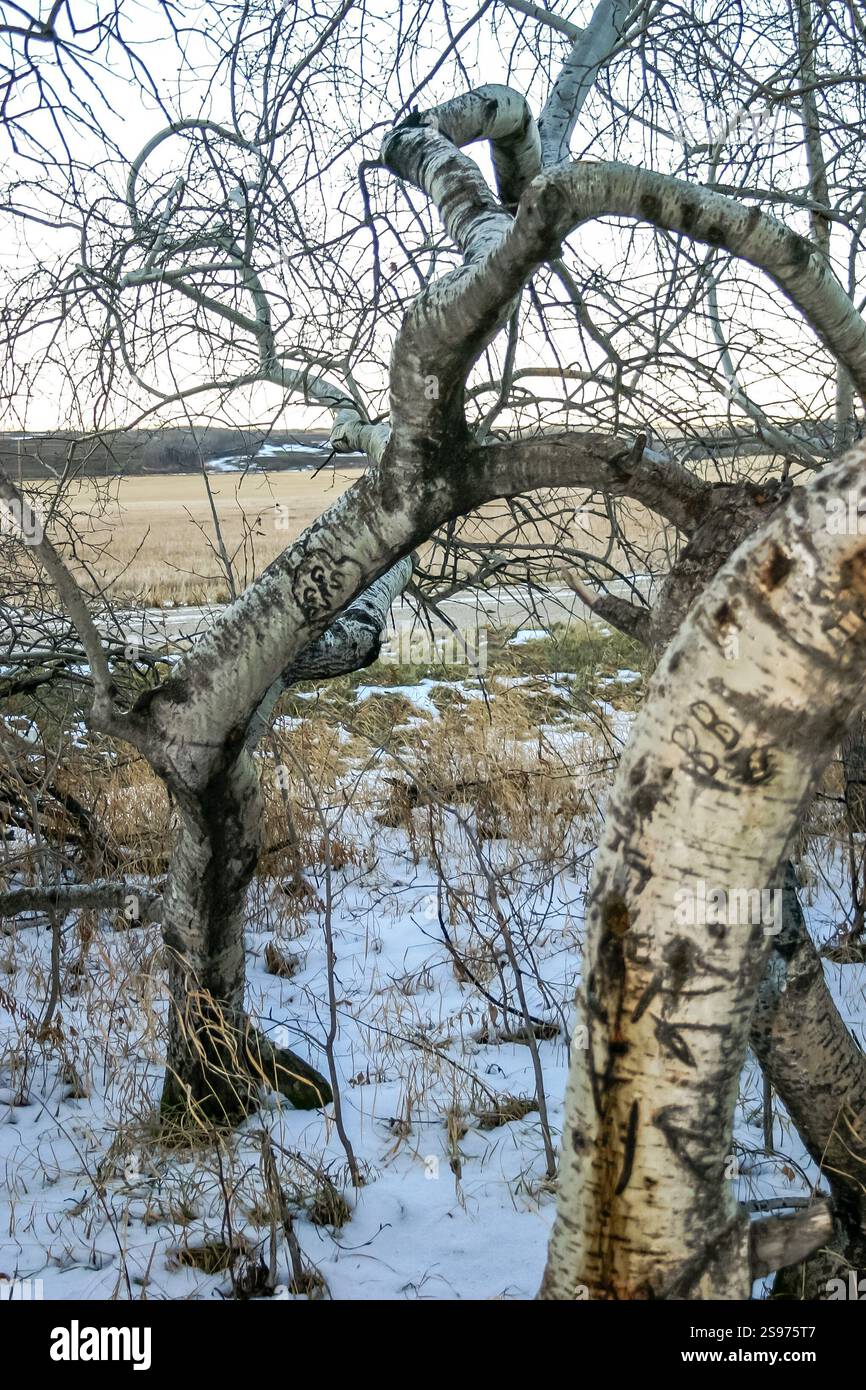 A tree with a branch that has the letters "B" and "C" on it. The tree ...