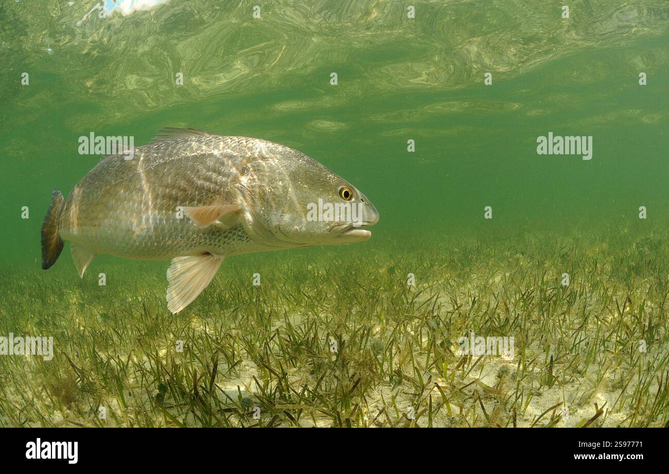 A redfish (Red Drum) swimming over grass flats of Florida Bay Stock ...