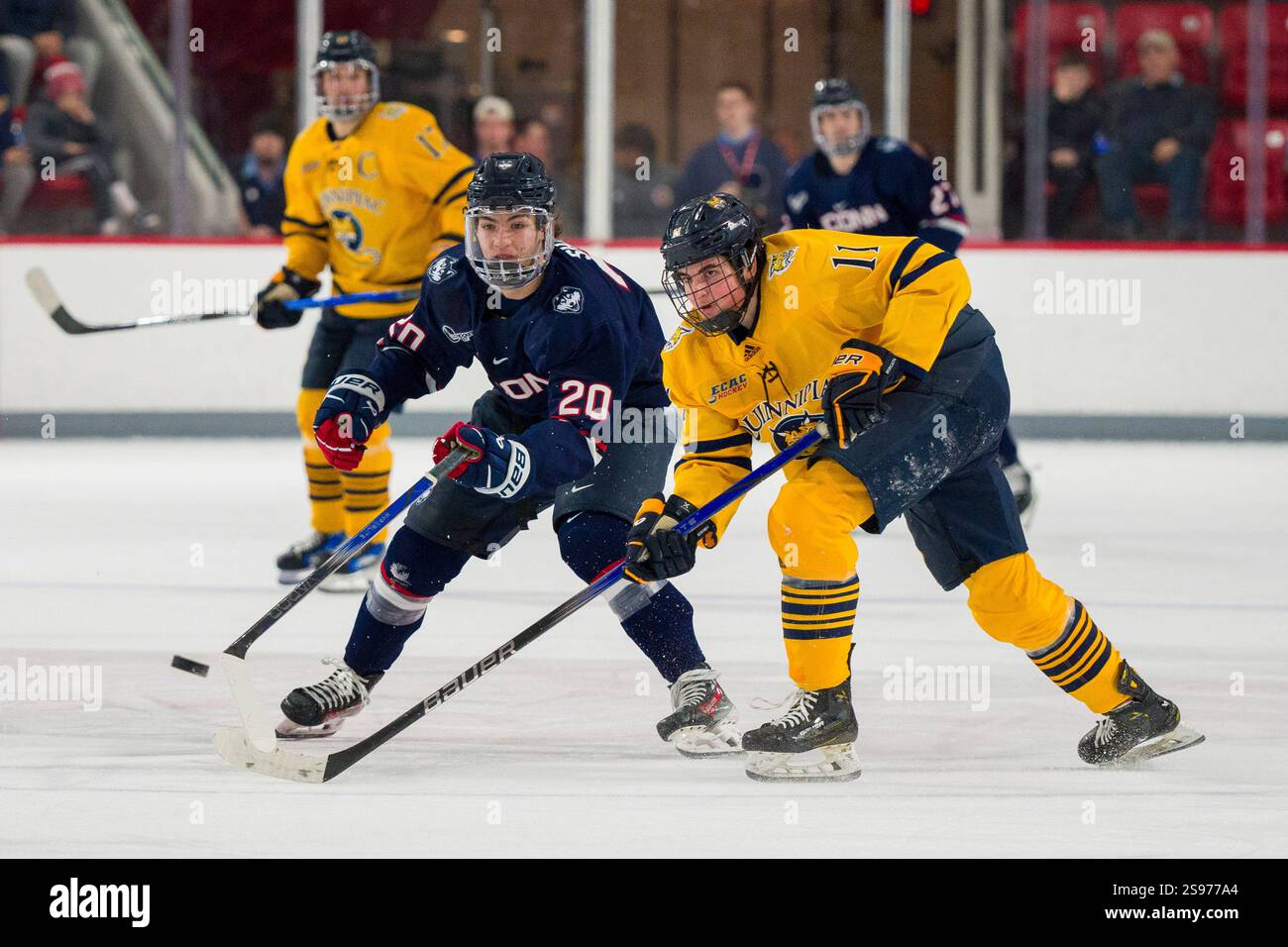 January 24, 2025: Quinnipiac Bobcats Aaron Schwartz (11) passes the puck under pressure from ...