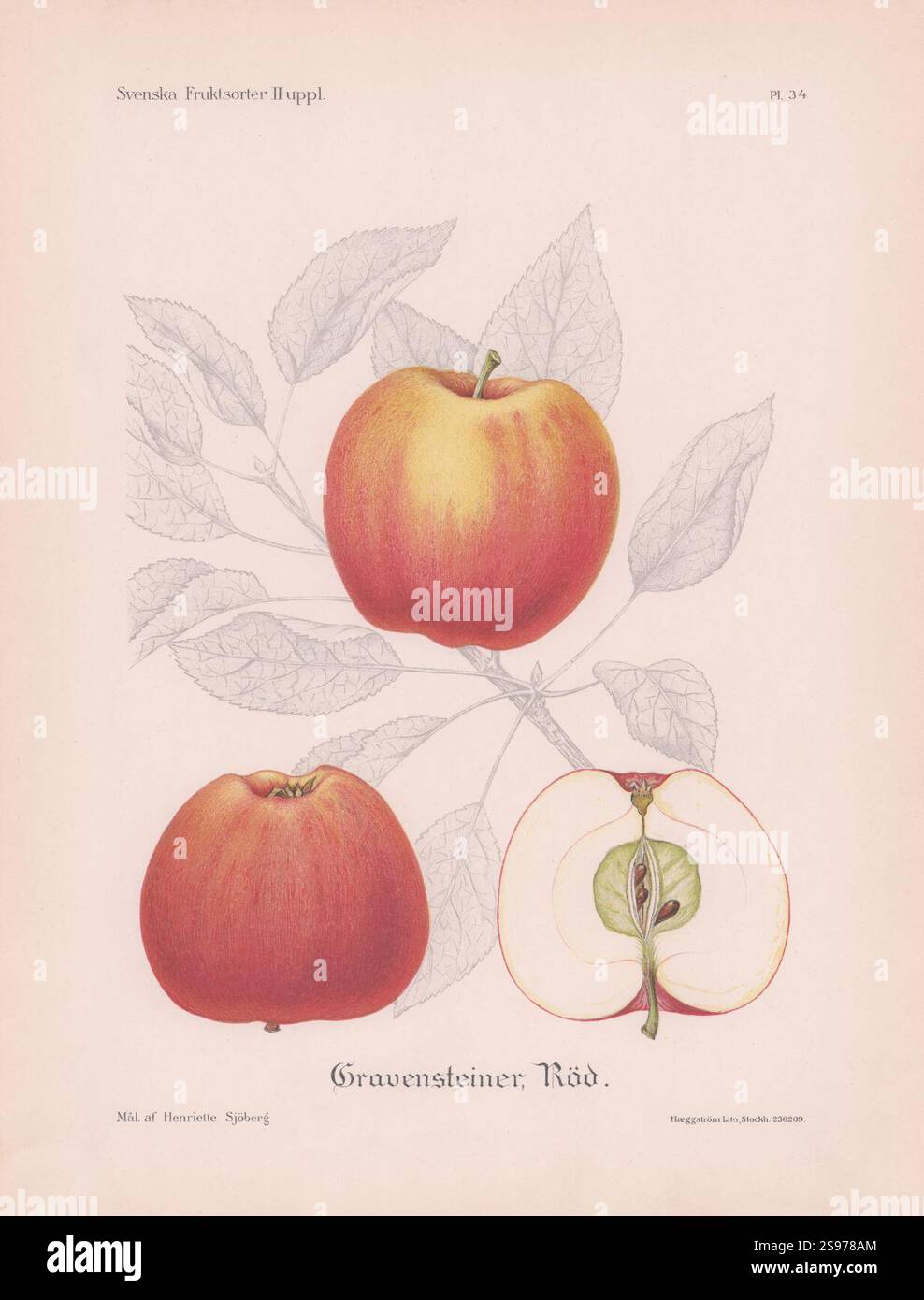 Gravensteiner hi-res stock photography and images - Alamy