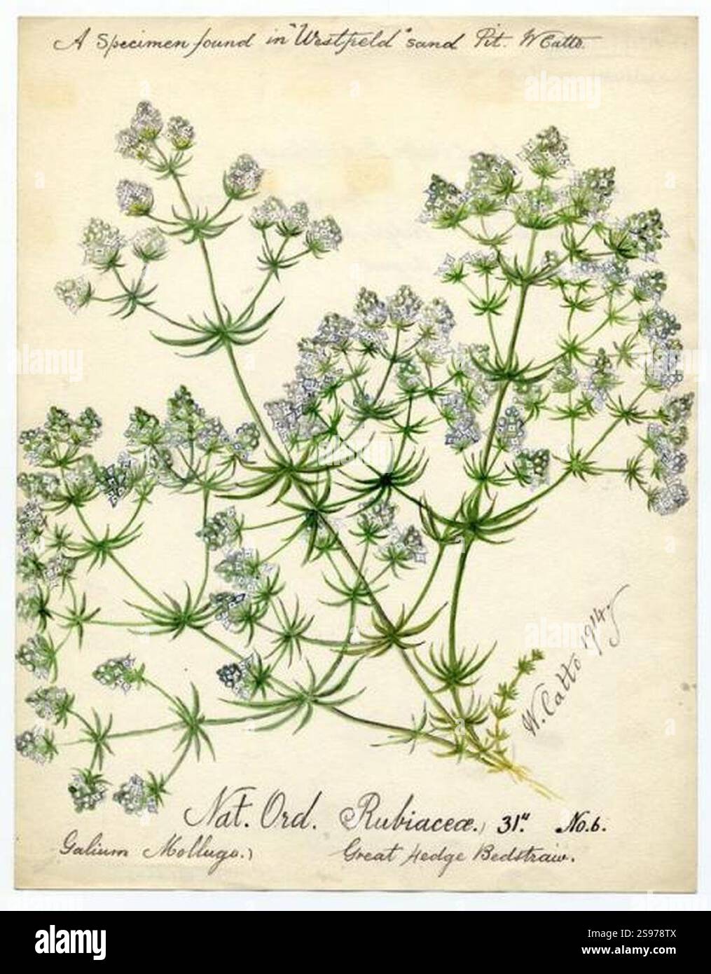 Great hedge bedstraw (galium mollugo) - William Catto Stock Photo - Alamy