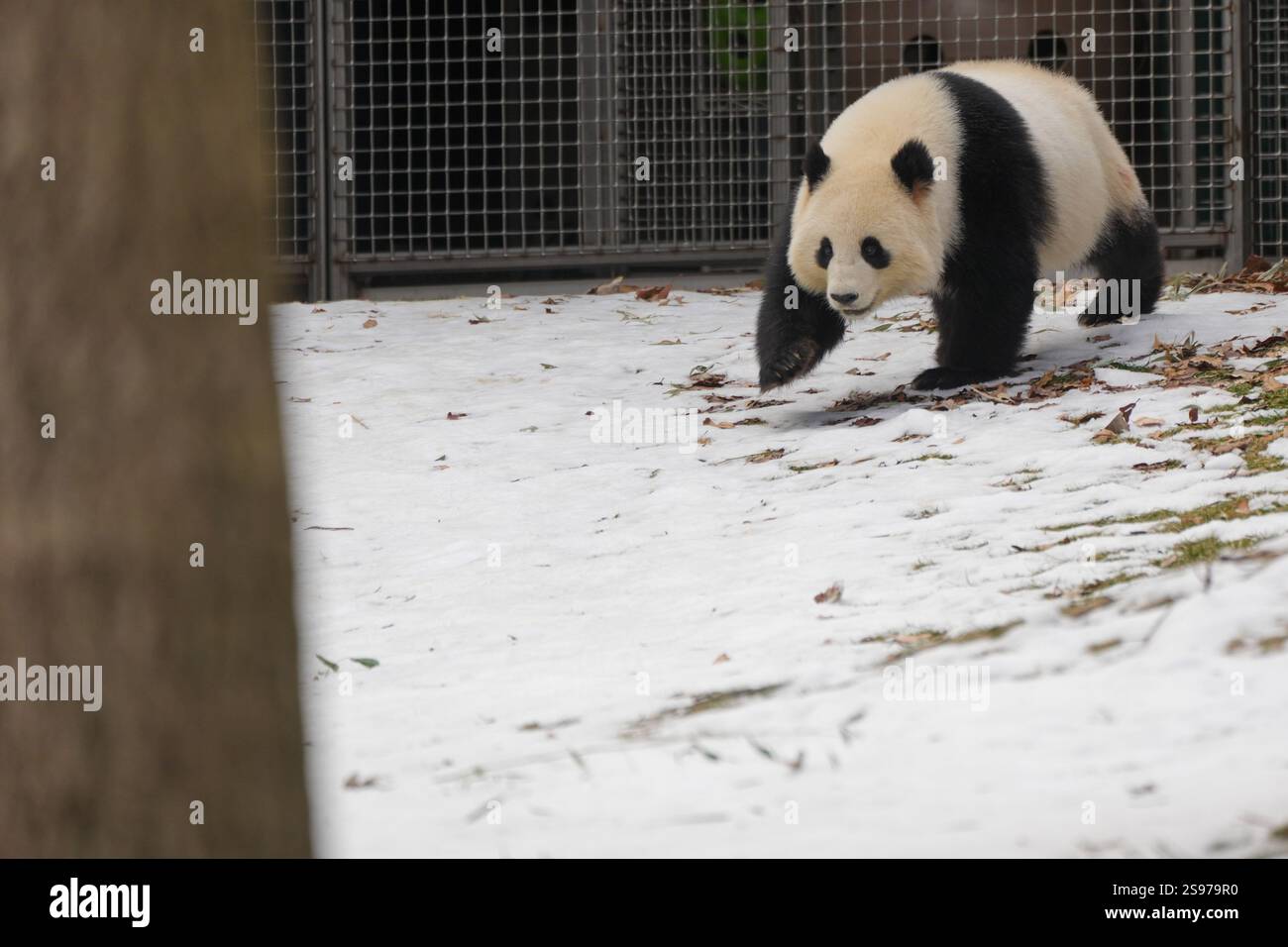 January 24, 2025, Washington, District of Columbia, USA: The giant ...