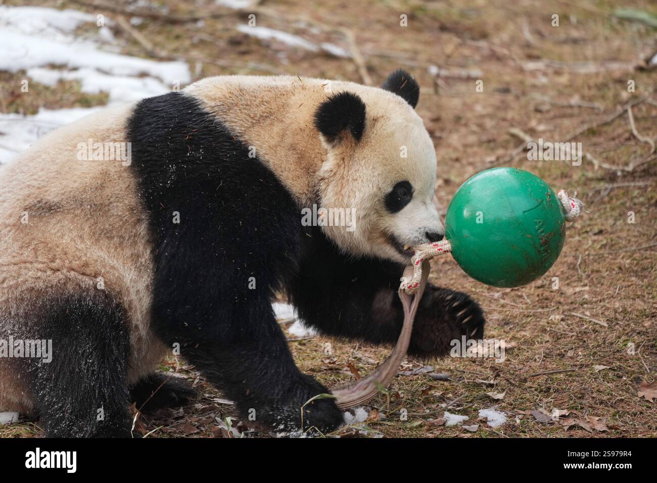 January 24, 2025, Washington, District of Columbia, USA: The giant ...