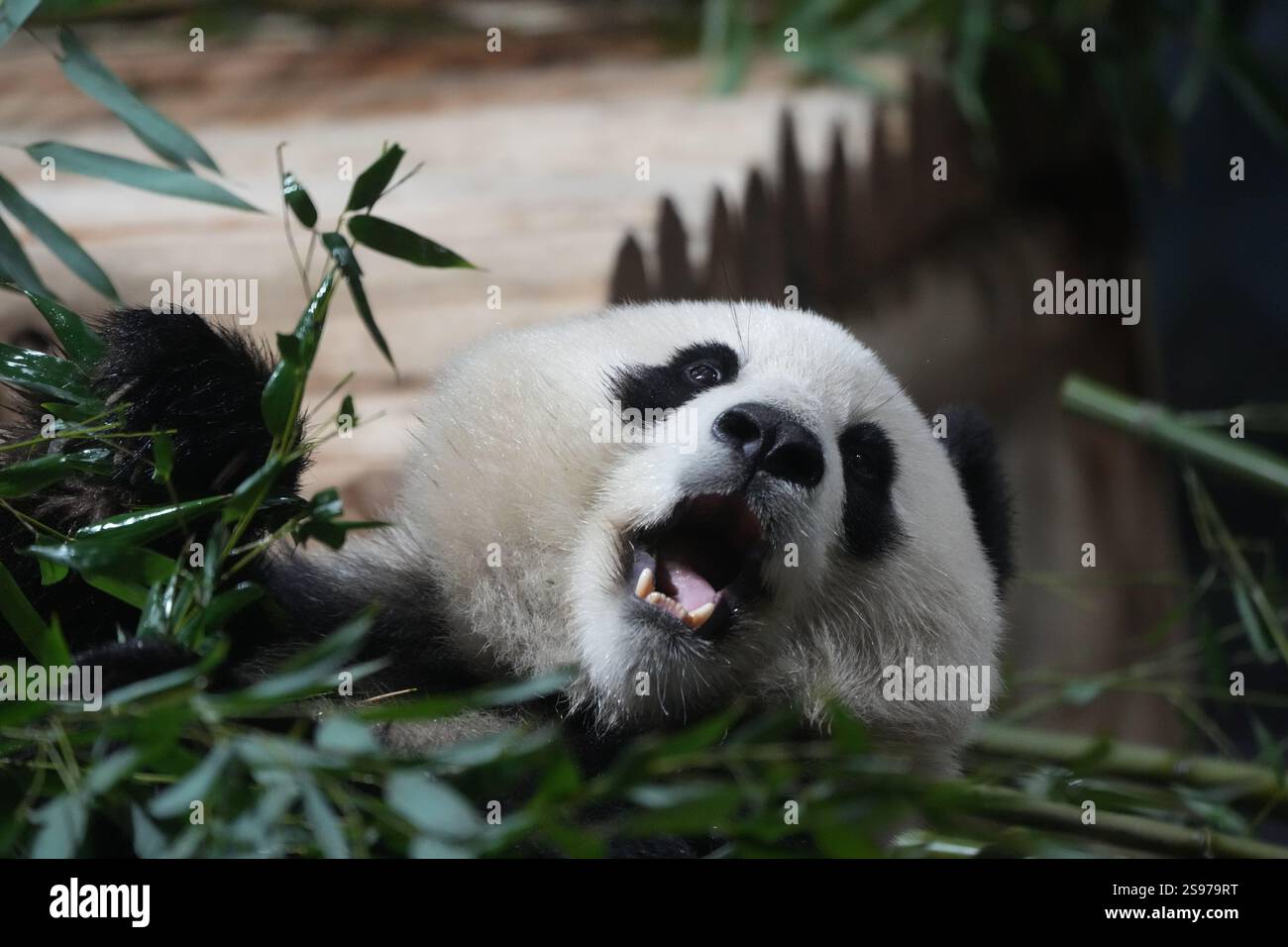 January 24, 2025, Washington, District of Columbia, USA: The giant ...