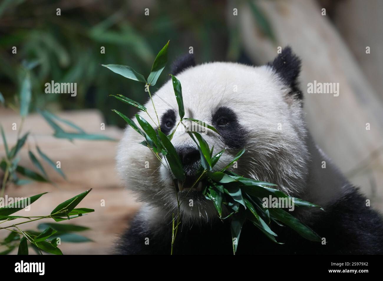 January 24, 2025, Washington, District of Columbia, USA: The giant ...