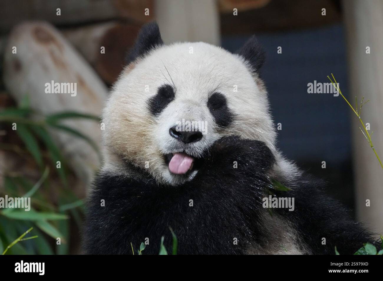 January 24, 2025, Washington, District of Columbia, USA: The giant ...