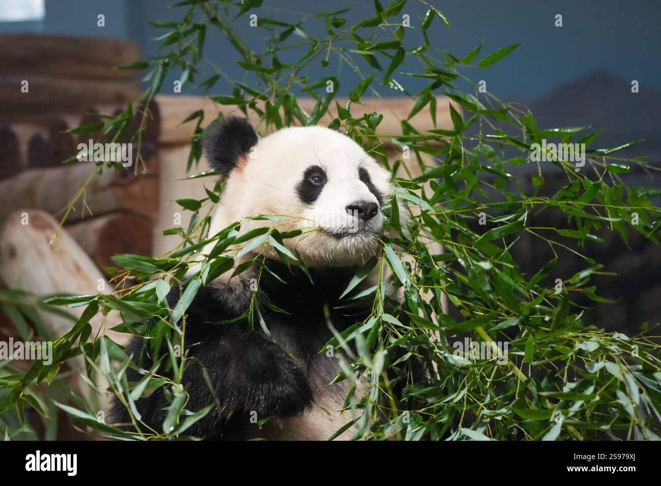 January 24, 2025, Washington, District of Columbia, USA: The giant panda Bao Li eats in his ...