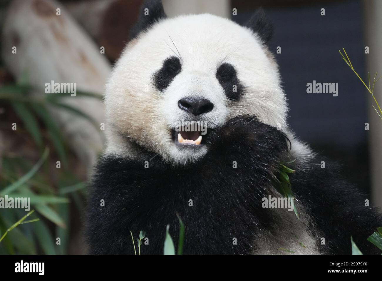 January 24, 2025, Washington, District of Columbia, USA: The giant ...