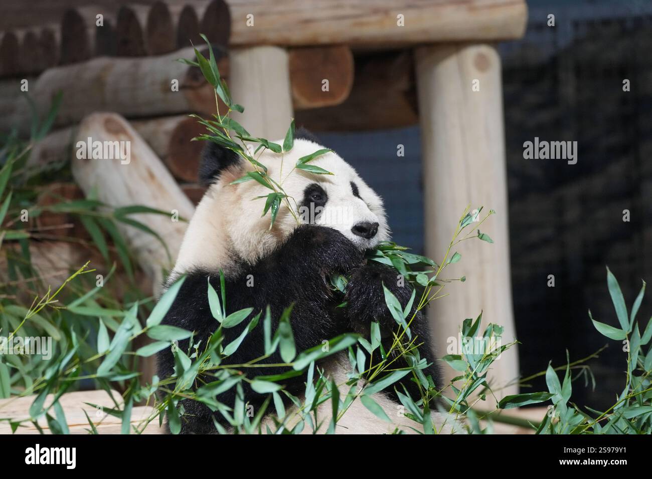 January 24, 2025, Washington, District of Columbia, USA: The giant ...