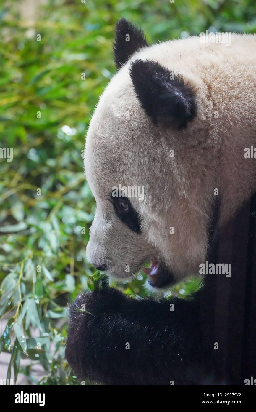 January 24, 2025, Washington, District of Columbia, USA: The giant ...