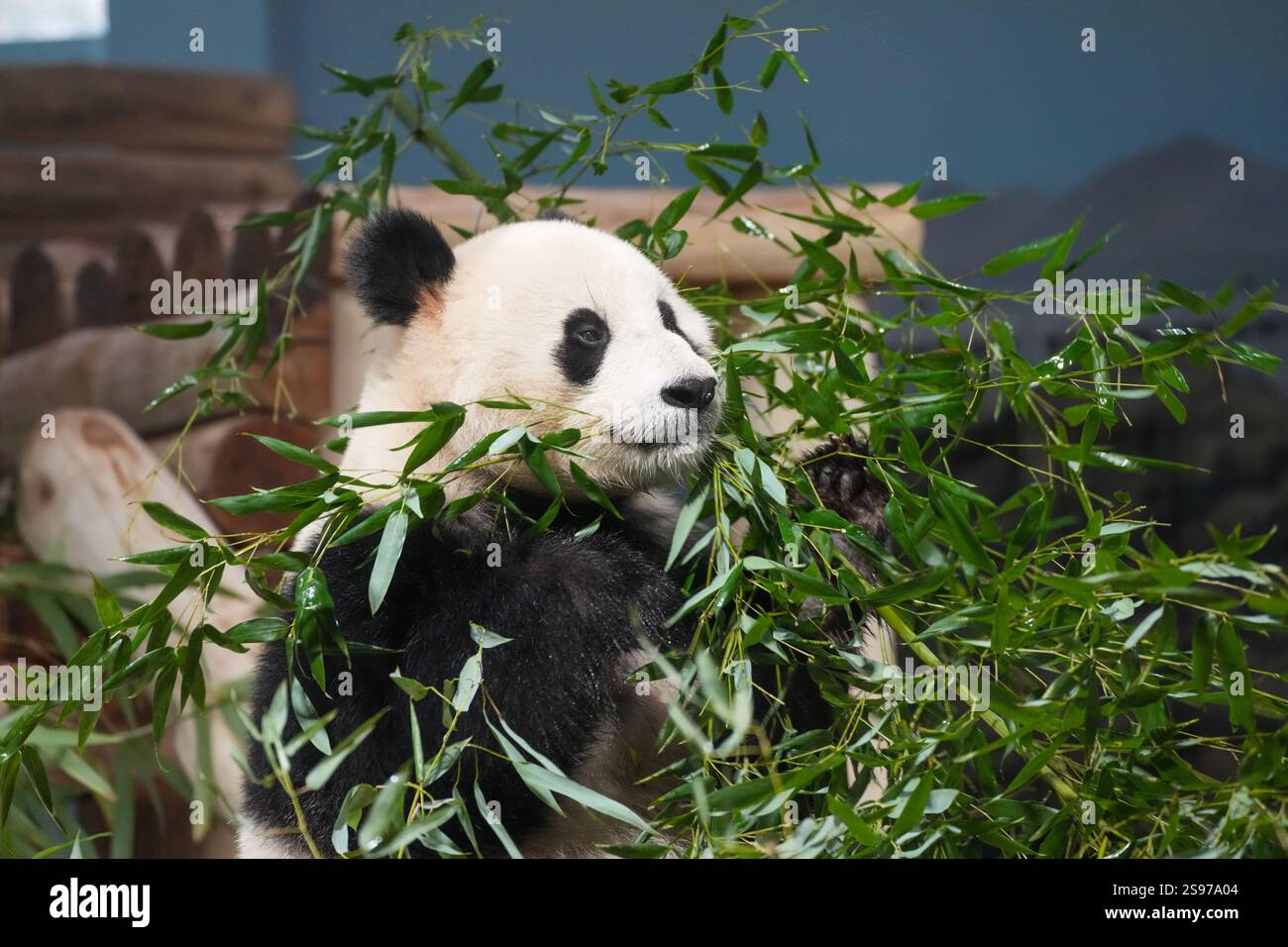 January 24, 2025, Washington, District of Columbia, USA: The giant ...