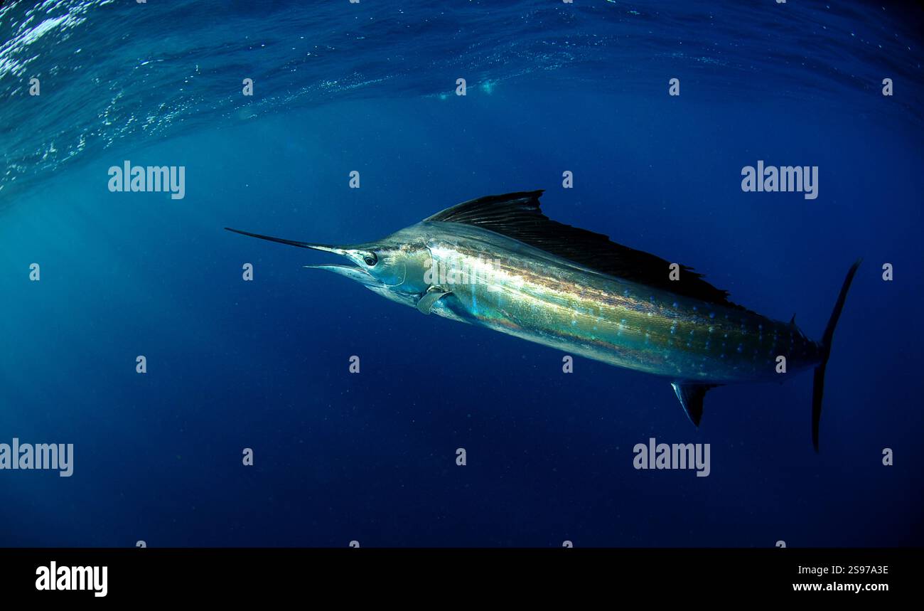 A Sailfish swimming off the coast of Miami Florida Stock Photo - Alamy