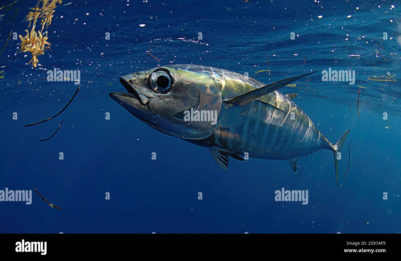 A Blackfin Tuna swimming off the coast of Florida Stock Photo - Alamy