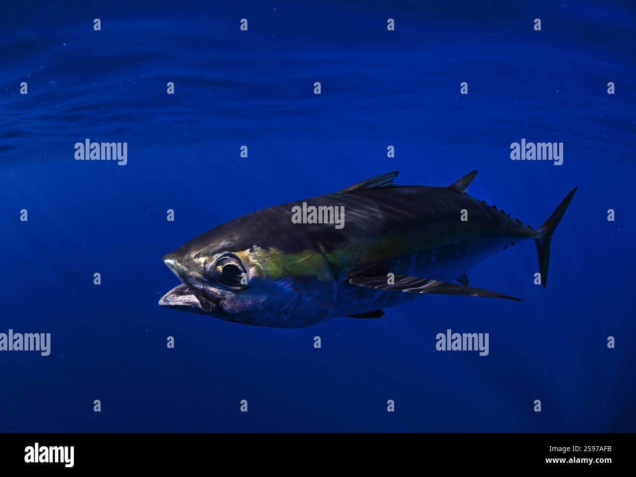 Graceful Blackfin Tuna slicing through the deep blue waters of the ...