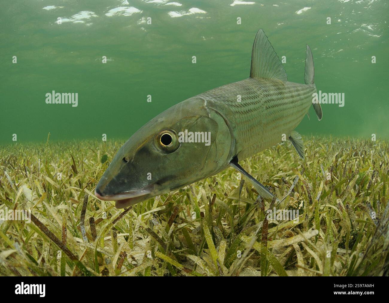 Bonefish (Albula vulpes) swimming over the grass flats in the Florida ...