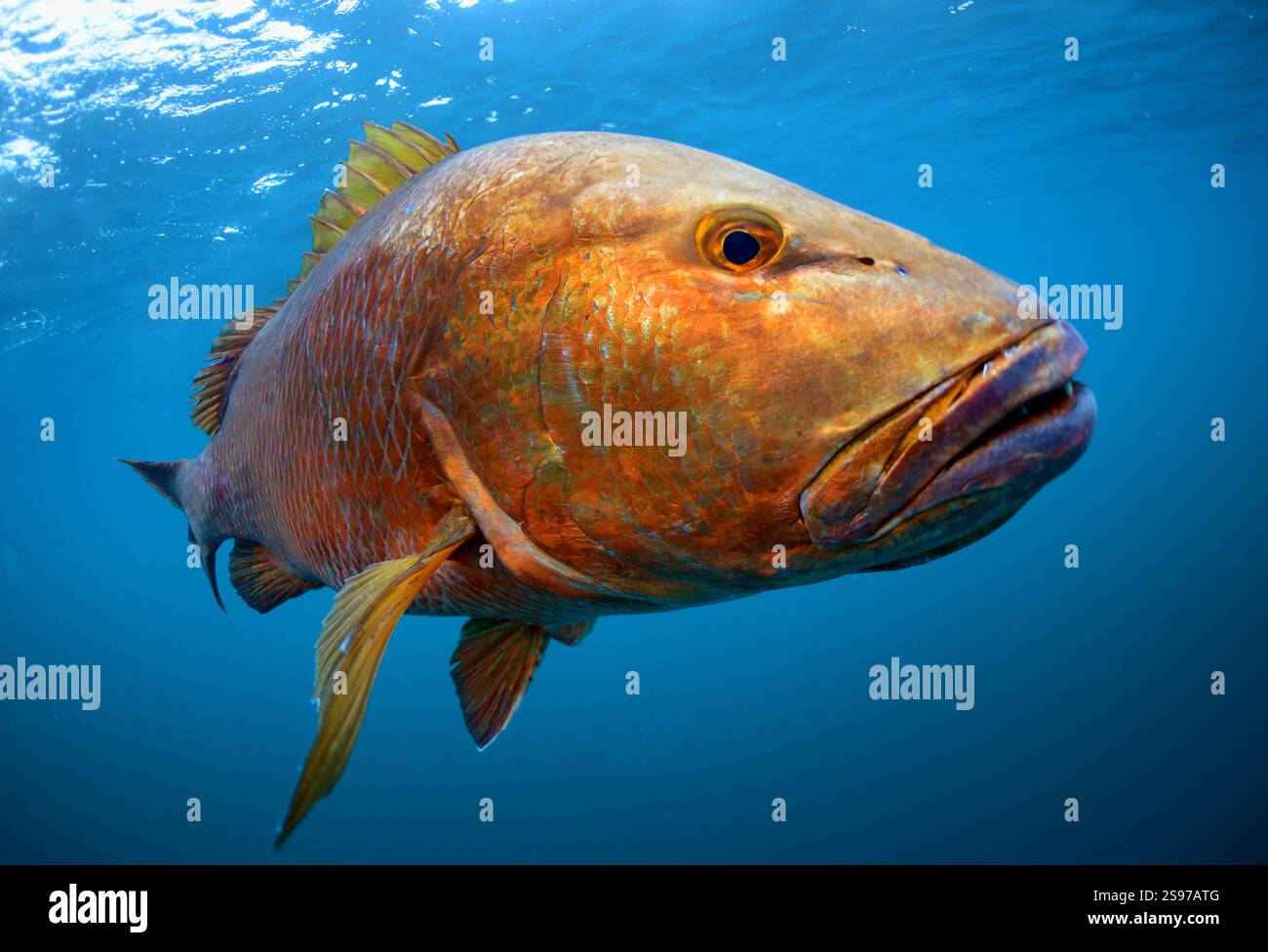 Cubera Snapper gliding through the crystal-clear waters of the Pacific ...