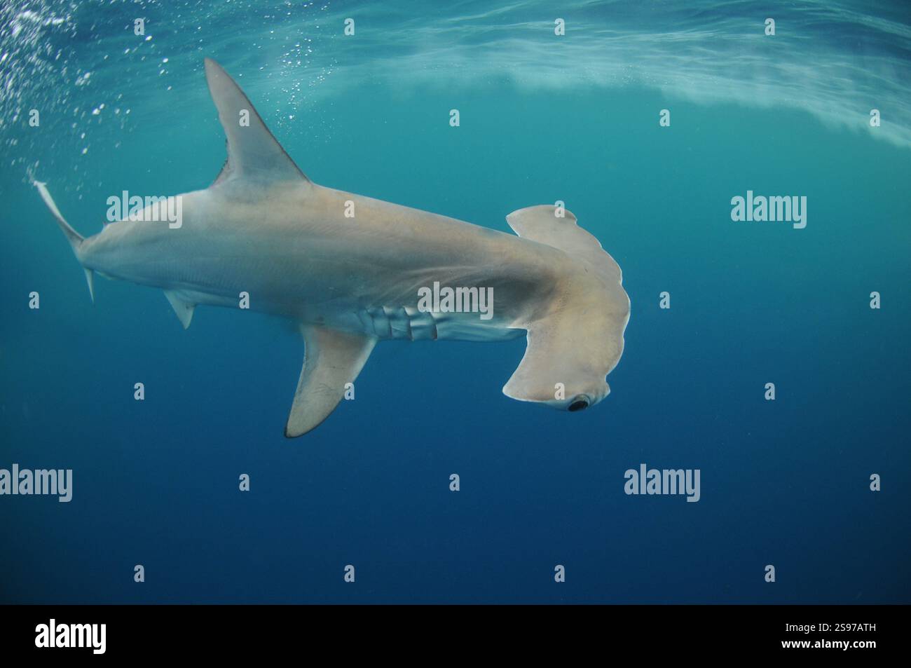 Graceful Scalloped Hammerhead Shark cruising through the waters off ...