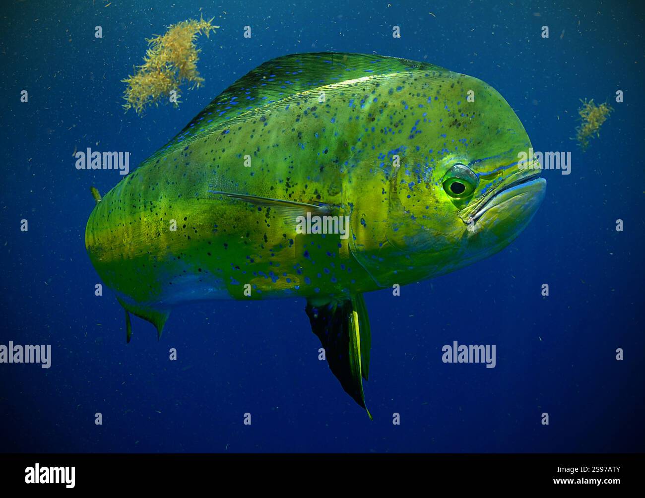A Mahi Mahi or common dolphinfish (Coryphaena hippurus) swimming in the ...
