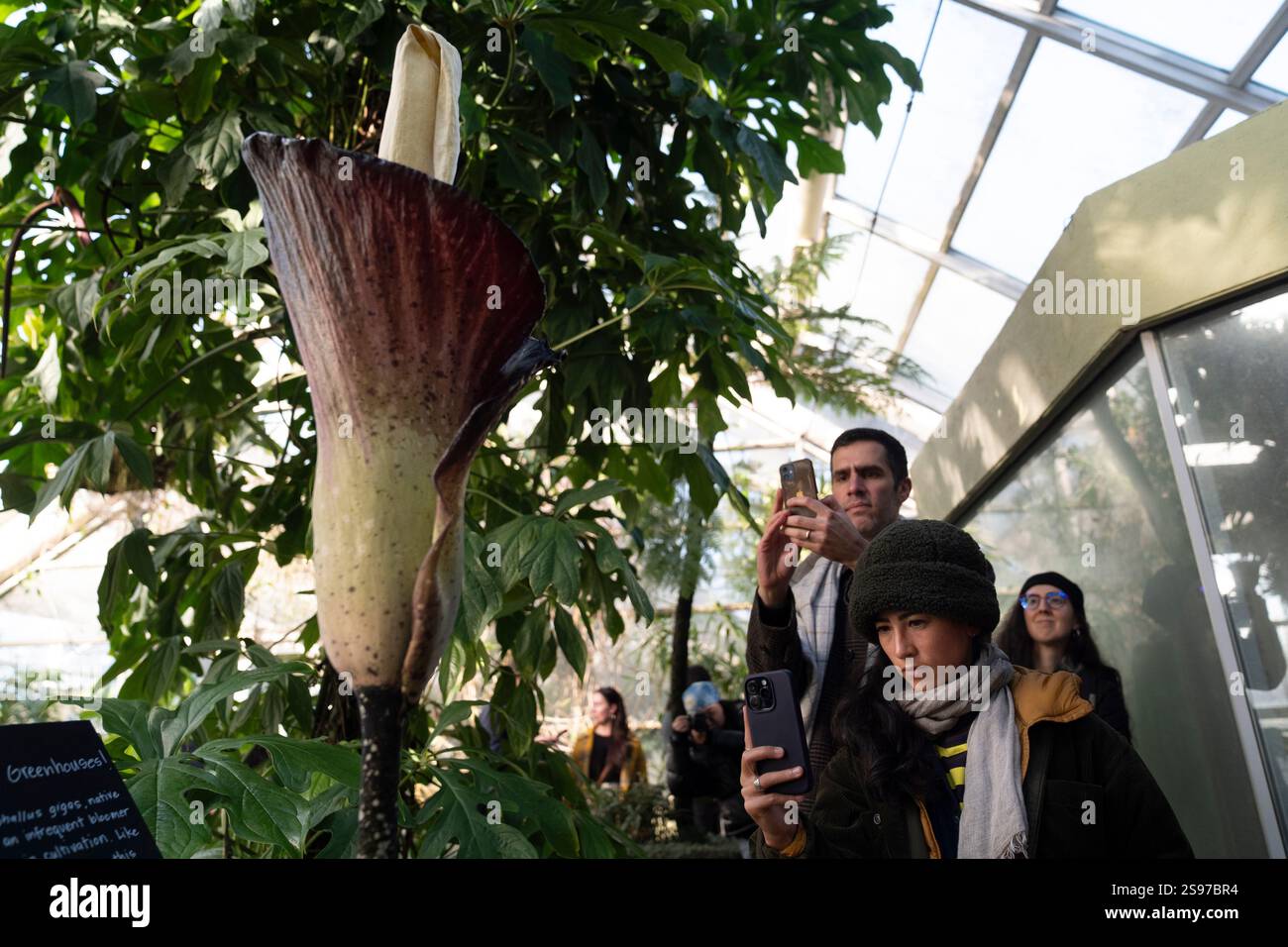 Visitors take photos of the the Brooklyn Botanic Garden's rare ...