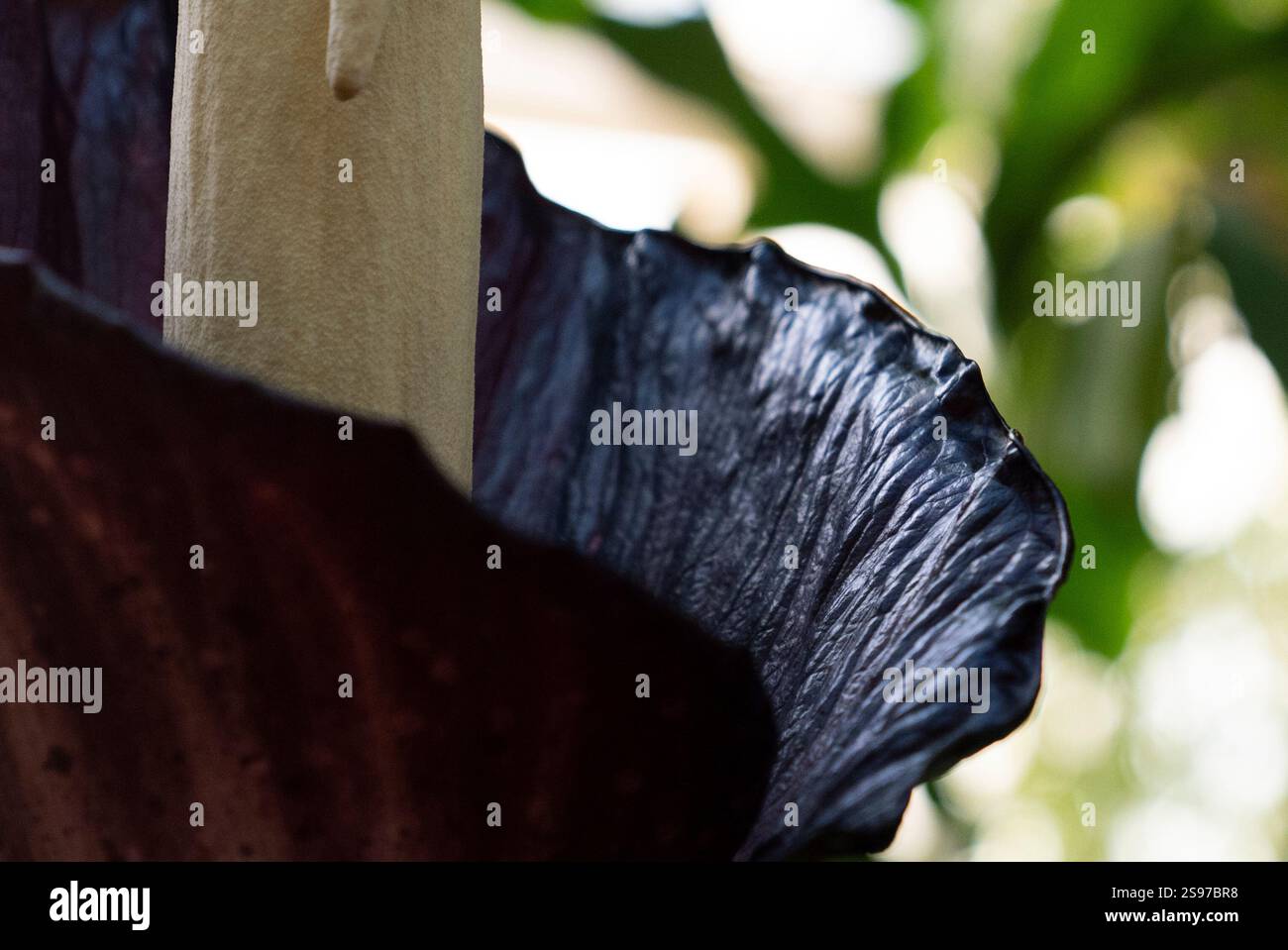 The Brooklyn Botanic Garden's rare Amorphophallus gigas, a relative of ...