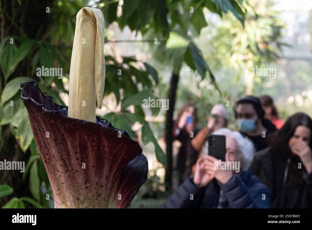 Visitors take photos of the Brooklyn Botanic Garden's rare ...