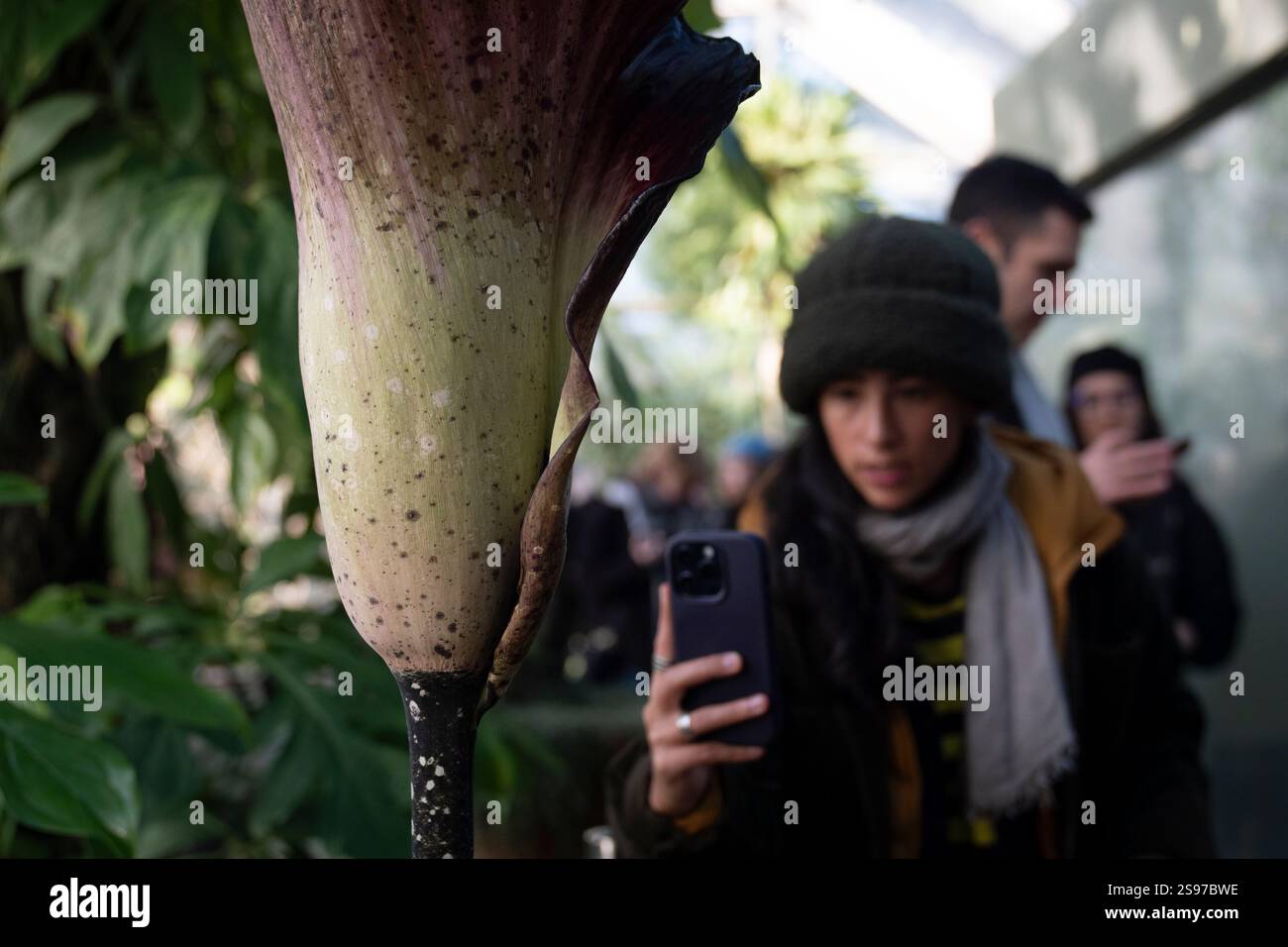 Visitors take photos of the Brooklyn Botanic Garden's rare ...