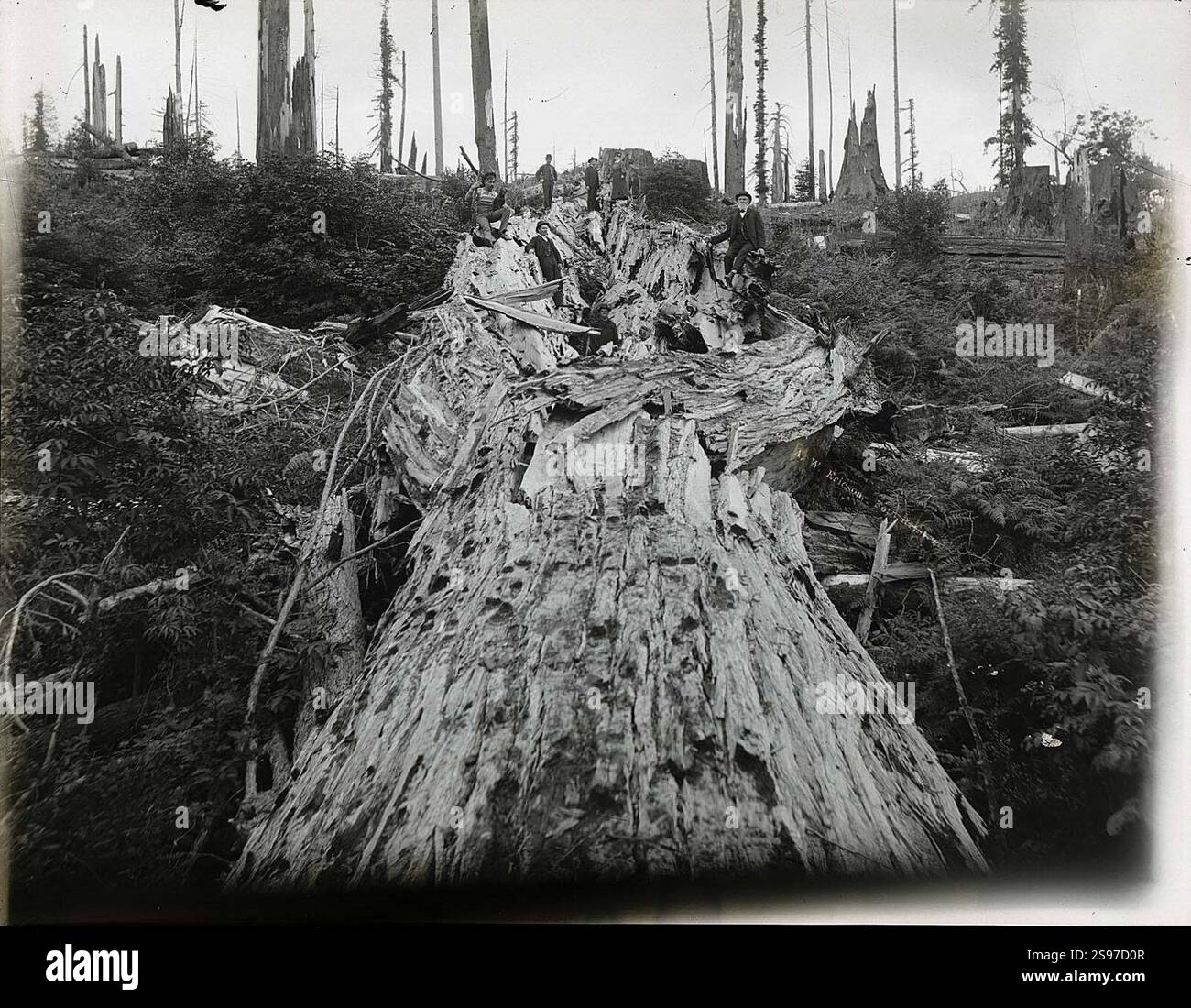 Group on an outing posing with a shattered old growth log Stock Photo ...