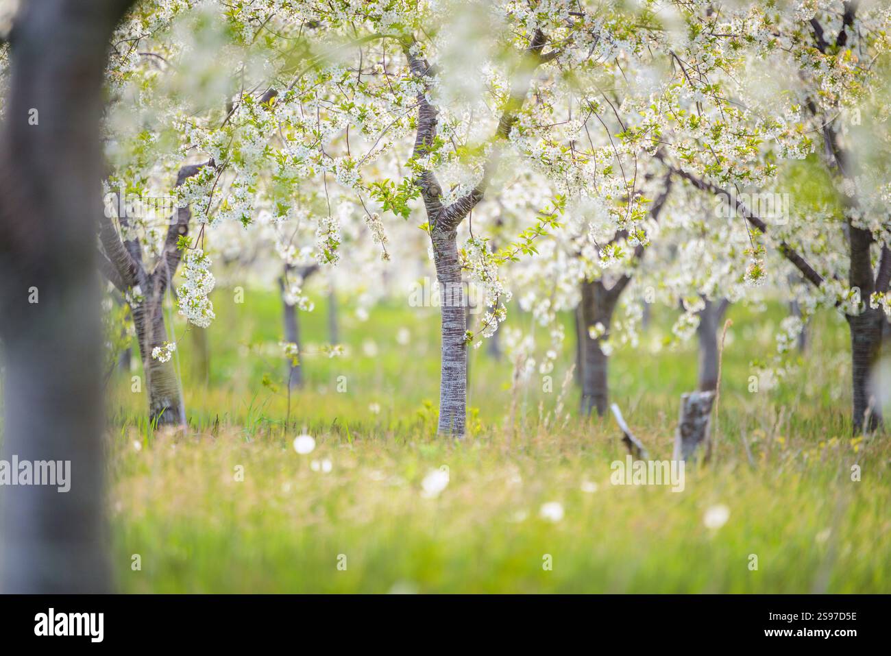 Field of white cherry blossoms Stock Photo - Alamy