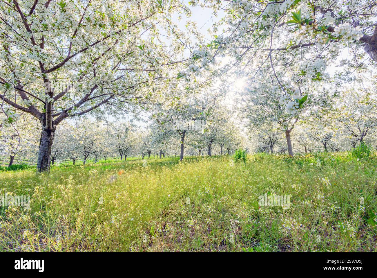 Field of white cherry blossoms Stock Photo - Alamy