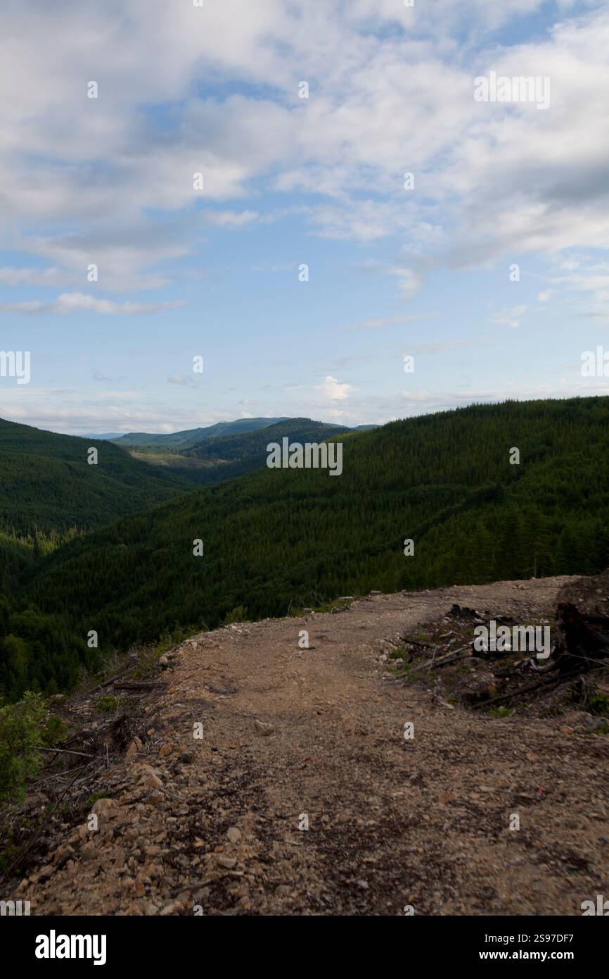 Clear cuts in an old growth forest Stock Photo - Alamy