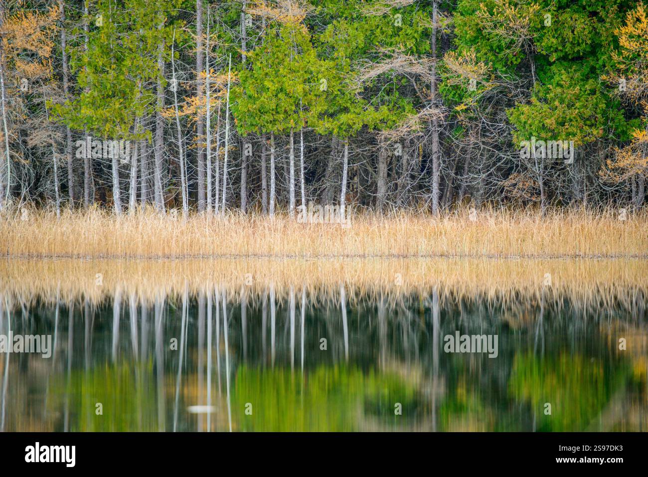 Row of cedar trees hi-res stock photography and images - Alamy