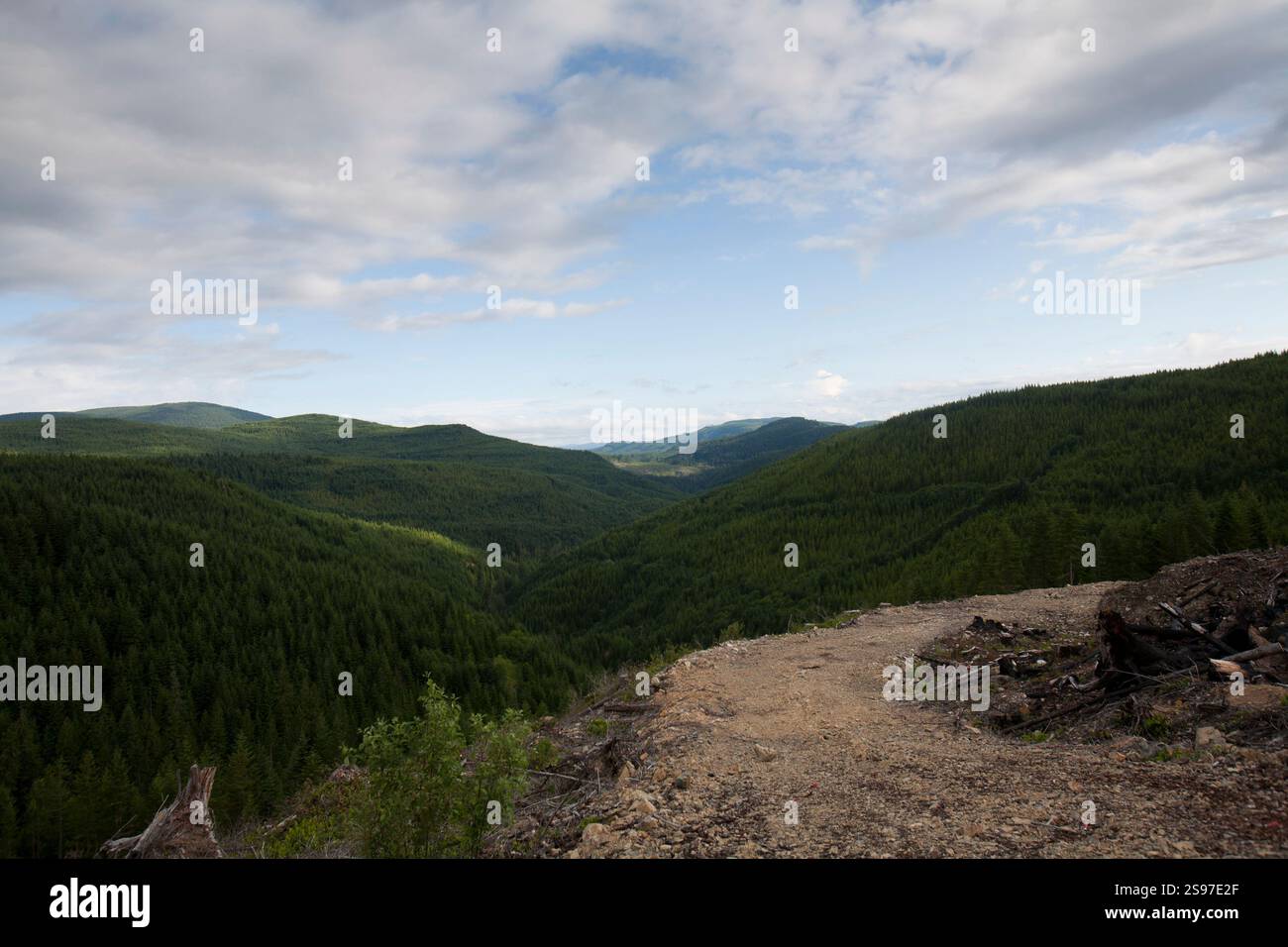 Clear cuts in an old growth forest Stock Photo - Alamy