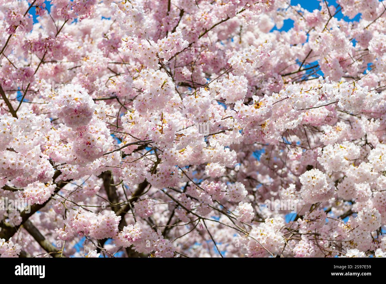 Spring nature. Sakura tree blossom. Beautiful pink spring Sakura flower ...