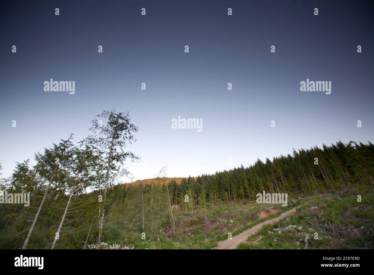 Clear cuts in an old growth forest Stock Photo - Alamy