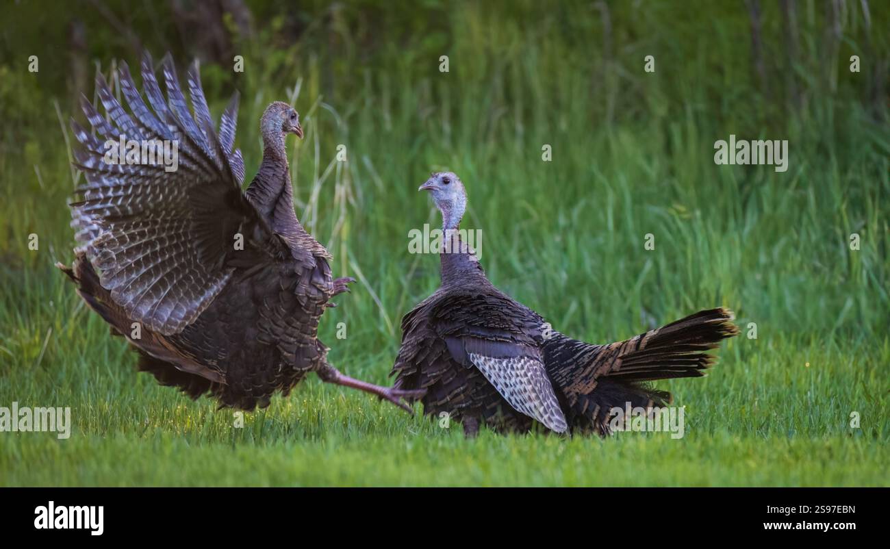 Female turkeys fighting hi-res stock photography and images - Alamy