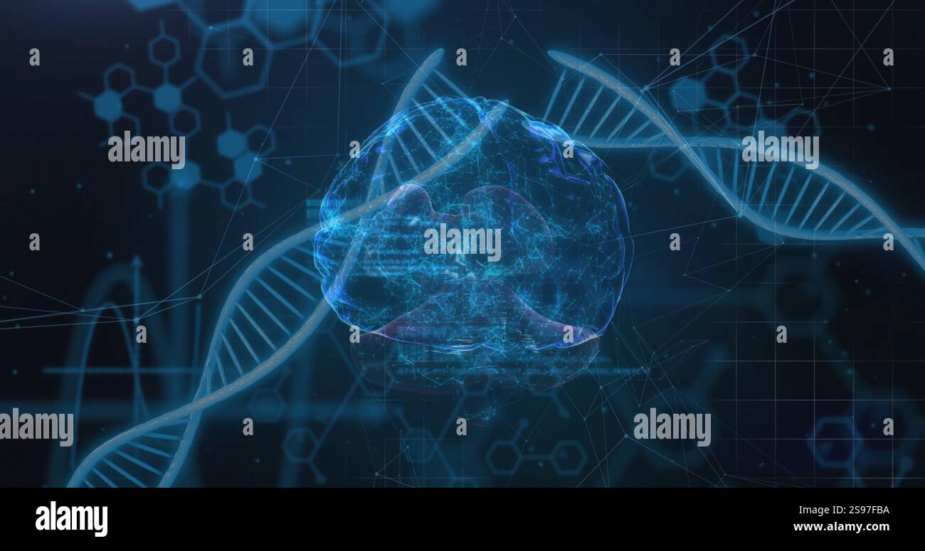 Image of data processing over dna strands and brain Stock Photo - Alamy