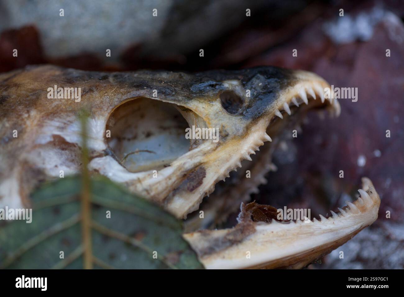 Salmon dead fish after run hi-res stock photography and images - Alamy