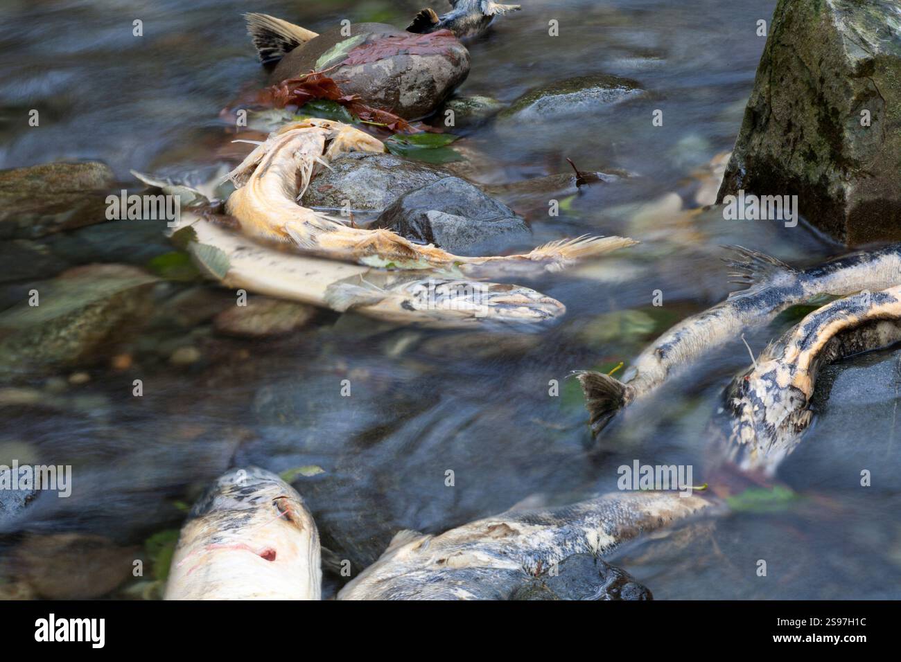 Chinook salmon close up hi-res stock photography and images - Alamy